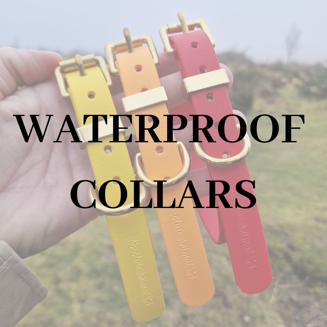 WATERPROOF COLLARS – Absolute Animal Designs