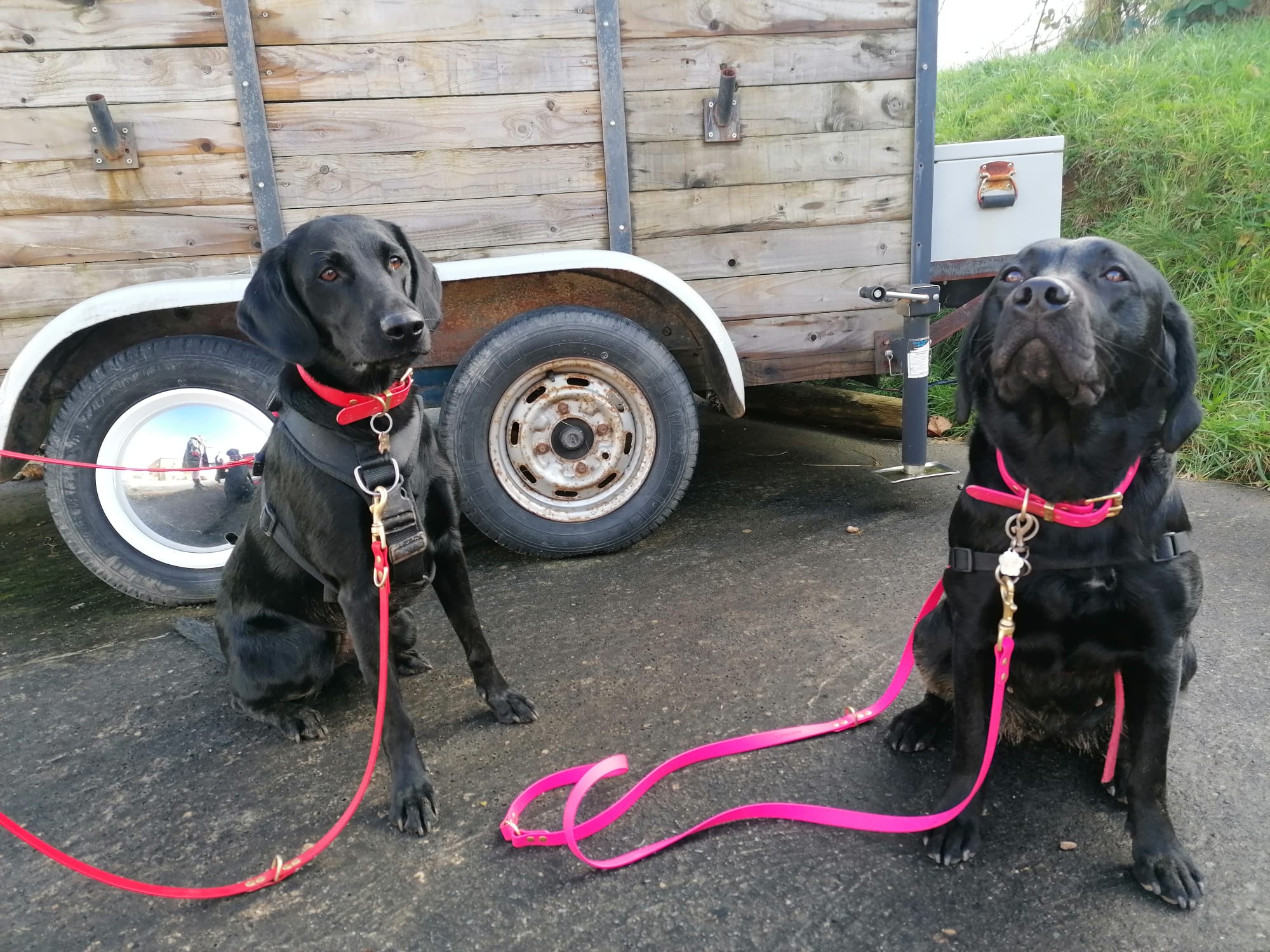 Sizing Guide – Absolute Animal Designs